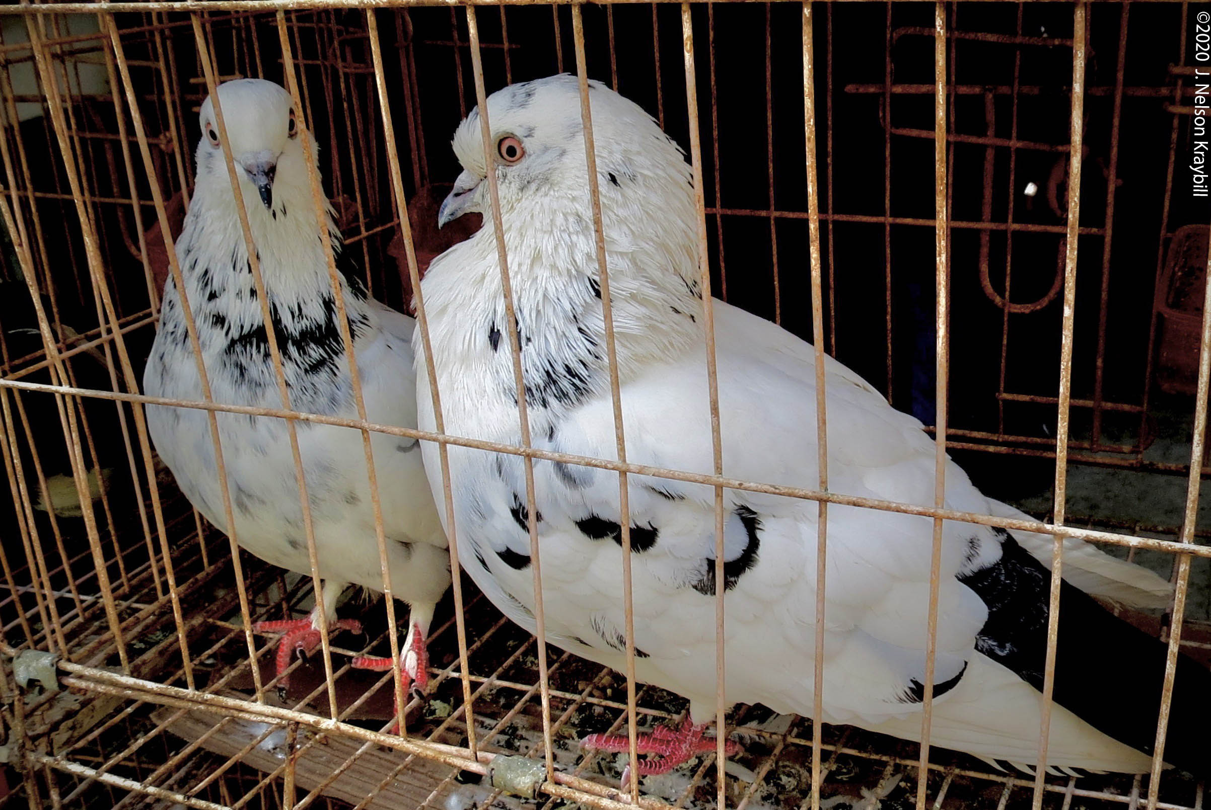 Baby Jesus in the vaccine queue – Holy Lands Peace Pilgrim